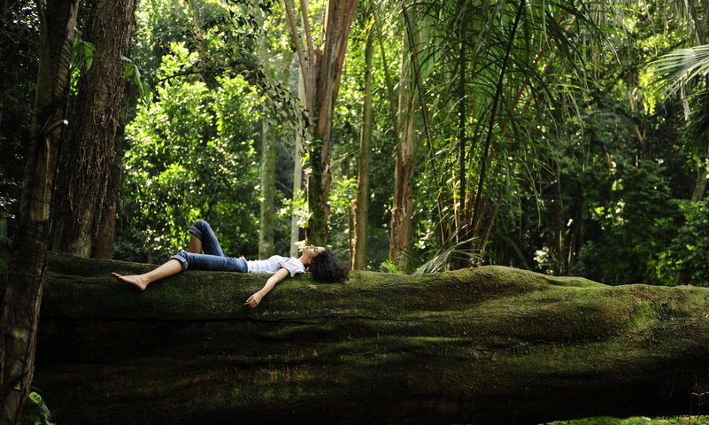 Terapi Hutan (Forest Bathing): Menghirup Udara Segar sebagai Obat Anti ...